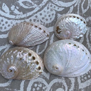 Imperfect Bulk Abalone Shells - Bulk Abalone Shells - Seashell Supply ...
