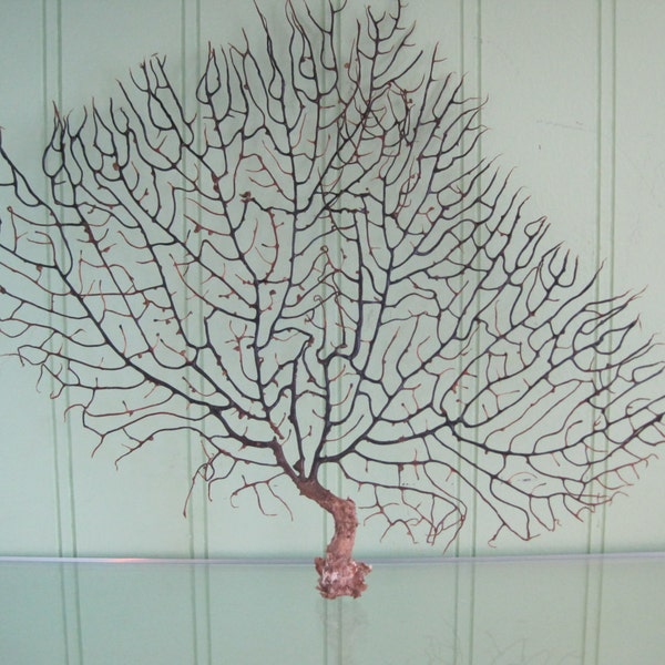 Sea Fan - Etsy