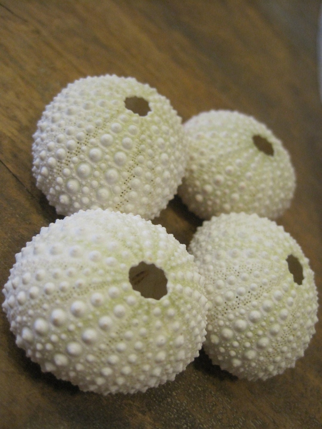 Beach Decor Light Green Sea Urchins (4) - Natural Seashells - Coastal ...
