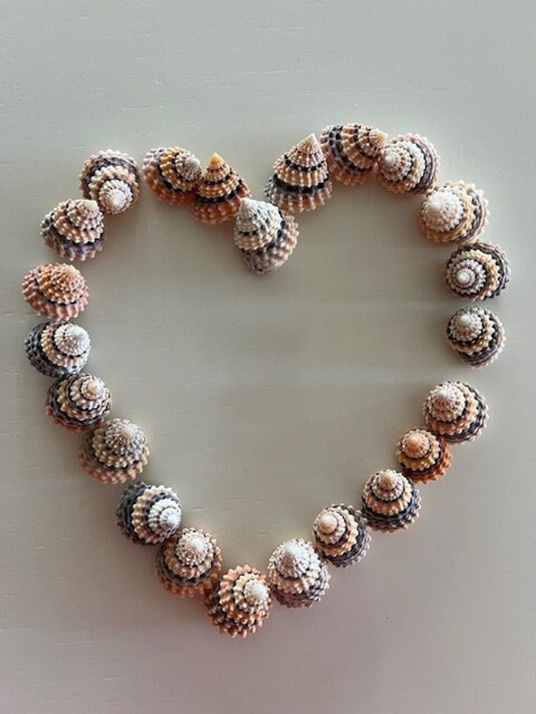 Candy Snail Seashells (15) - Seashell Supply - Craft Seashells - Etsy