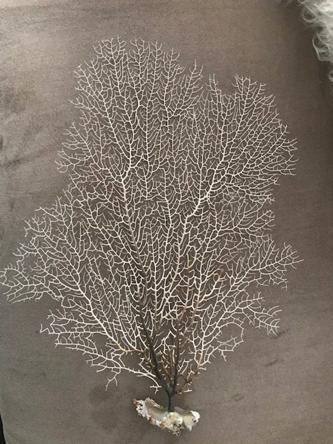 Natural White Sea Fan (1 PC) 10" - 14" High - Coastal Home Decor - Reef ...