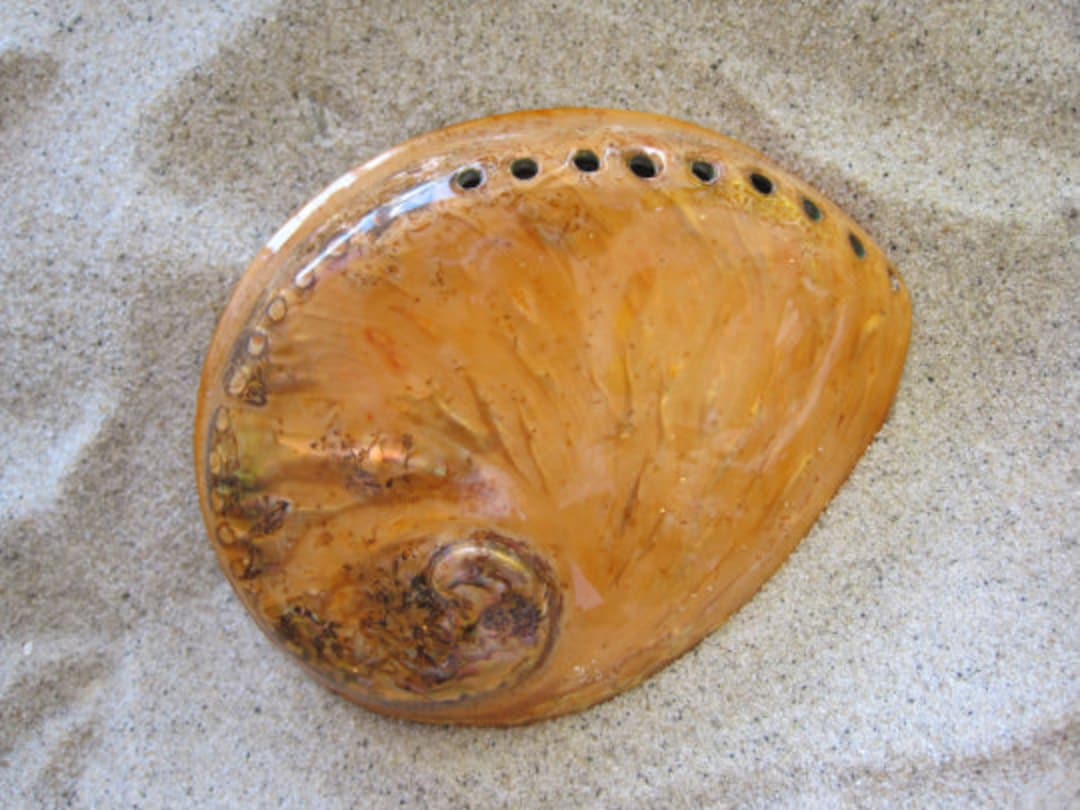 Dyed Orange Abalone Seashell - Large Polished Abalone Shell - Seashell ...