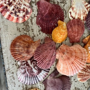 Imperfect Pectin Scallop Shells (12 PC)- Seashells - Beach Decor ...