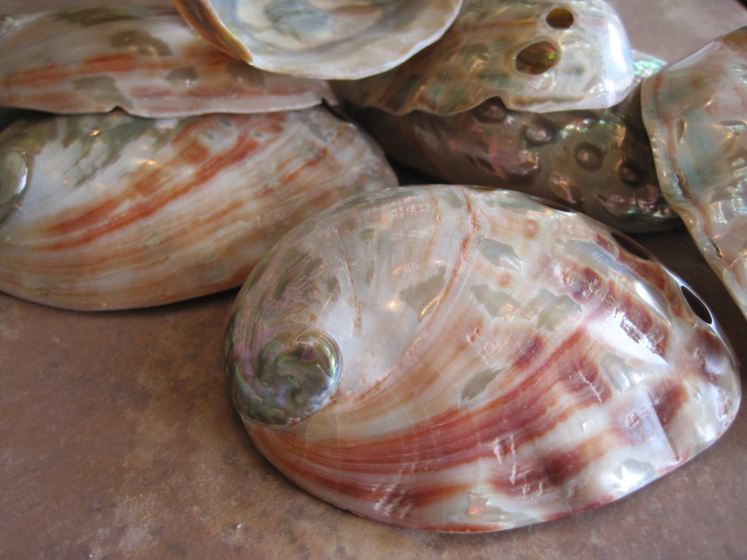 Beach Decor Red Abalone Shells (2) - Abalone Shells - Seashell Supply ...
