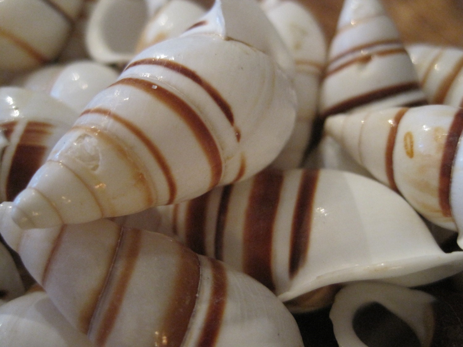 Beach Decor White With Brown Stripe Tree Snail Shells 12 - Etsy