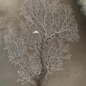 Natural White Sea Fan (1 PC) 10" - 14" High - Coastal Home Decor - Reef ...
