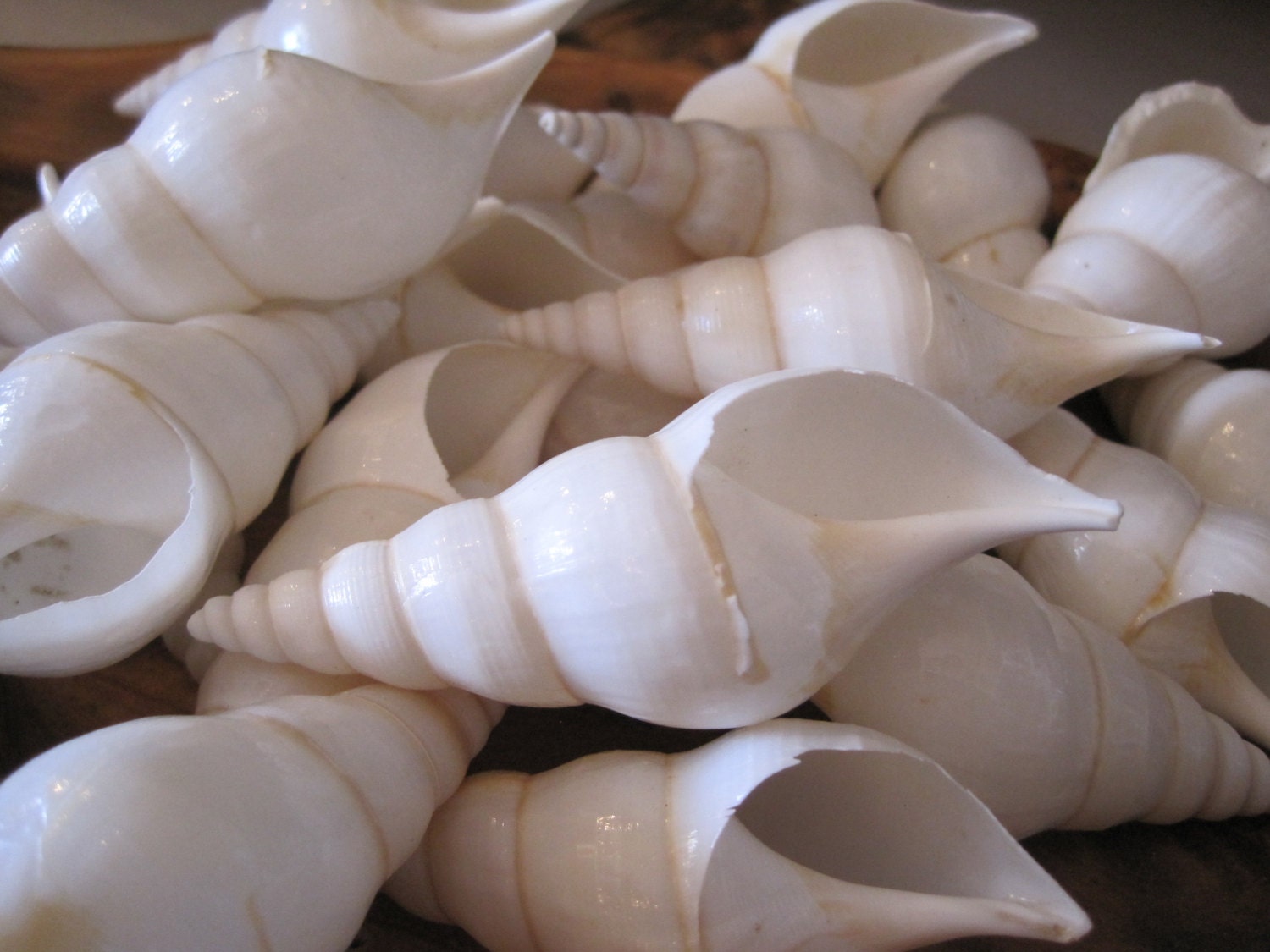 White Tibia Shells 6 Tibia Shells Seashells Seashell | Etsy