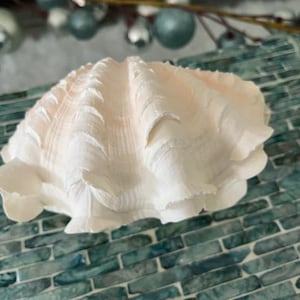 Double Squamosa Rare Clam Shell Pale Peach and White Double Clam Shell ...