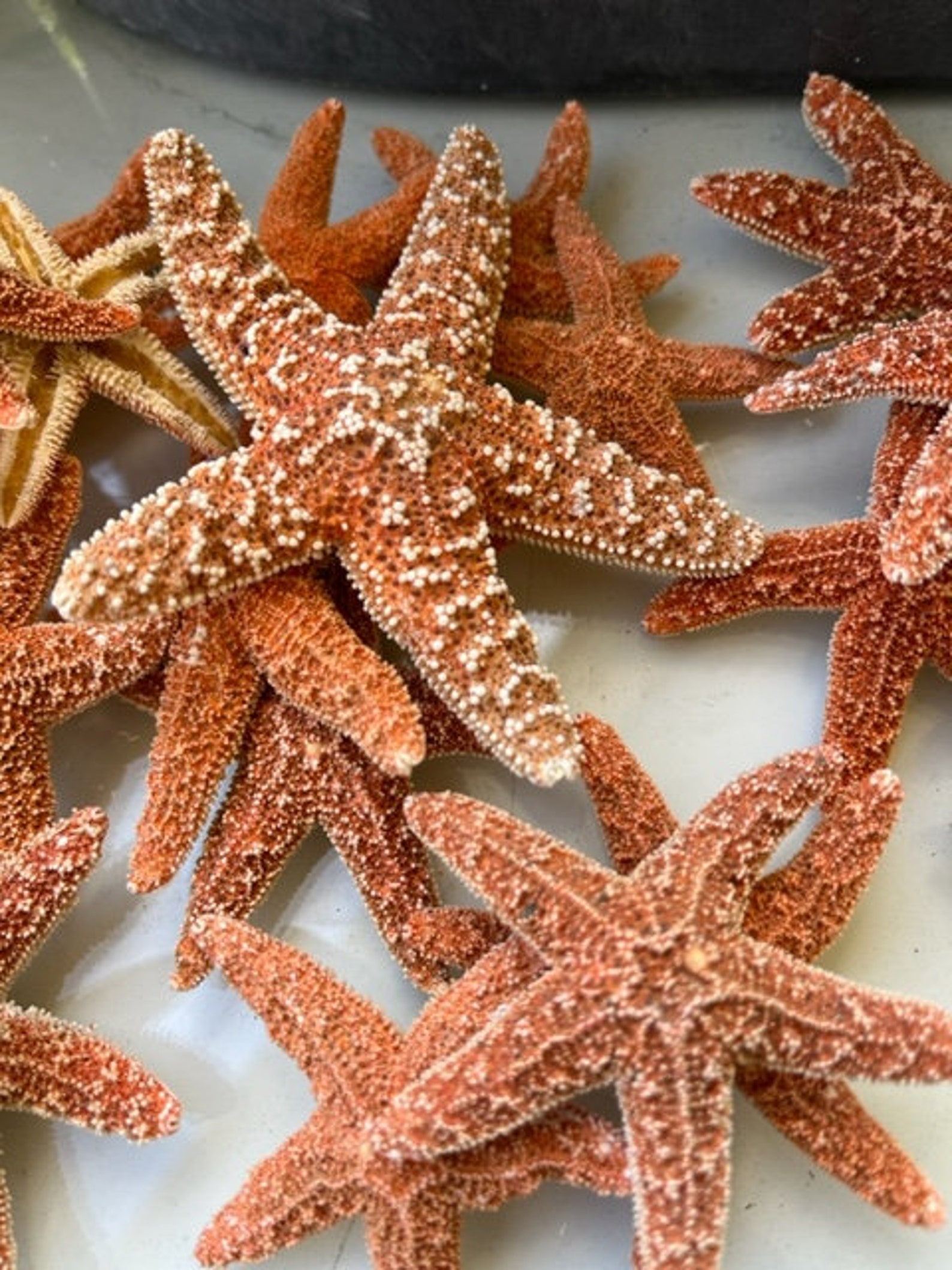 Small Sugar Starfish 2 3 6 PC Starfish Seashells - Etsy