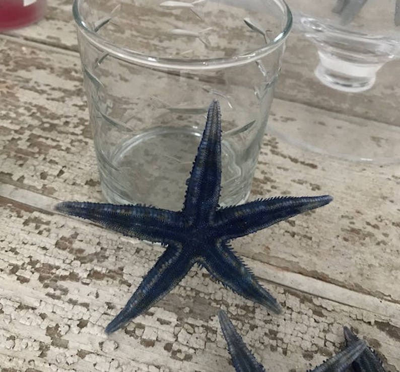 Blue Dyed Starfish 10 Pc dyed Mini Starfish small Colorful - Etsy