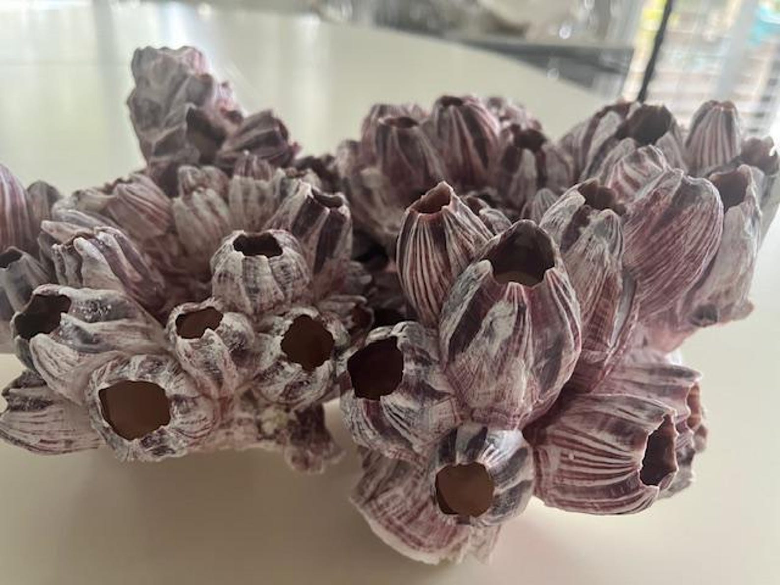Beach Decor Large Barnacle Coral - Purple Coral - Seashells - Real ...