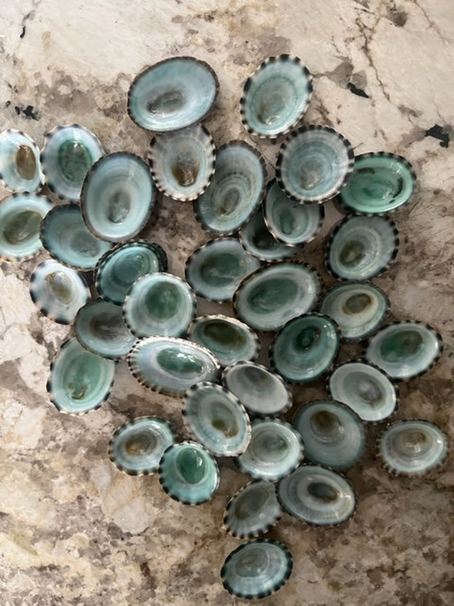 Beach Decor Blue Green Limpet Shells 25 Seashell Supply - Etsy