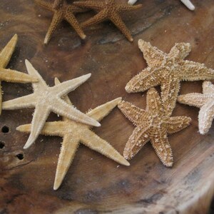 Mini Starfish Collection 12 PC Mini White Starfish Sugar - Etsy