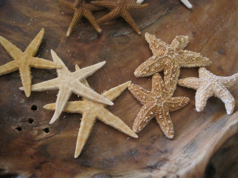 Mini Starfish Collection 12 PC Mini White Starfish Sugar - Etsy