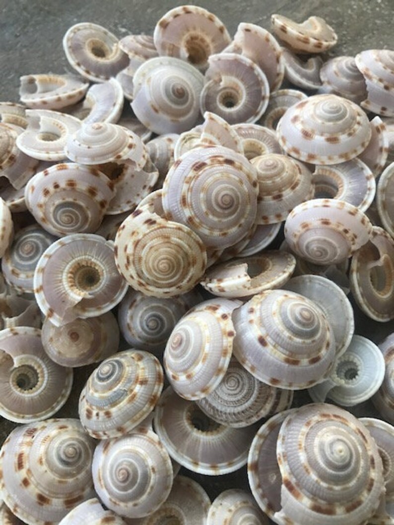 Small Sundial Seashells 10 Seashell Supply Beach Wedding - Etsy