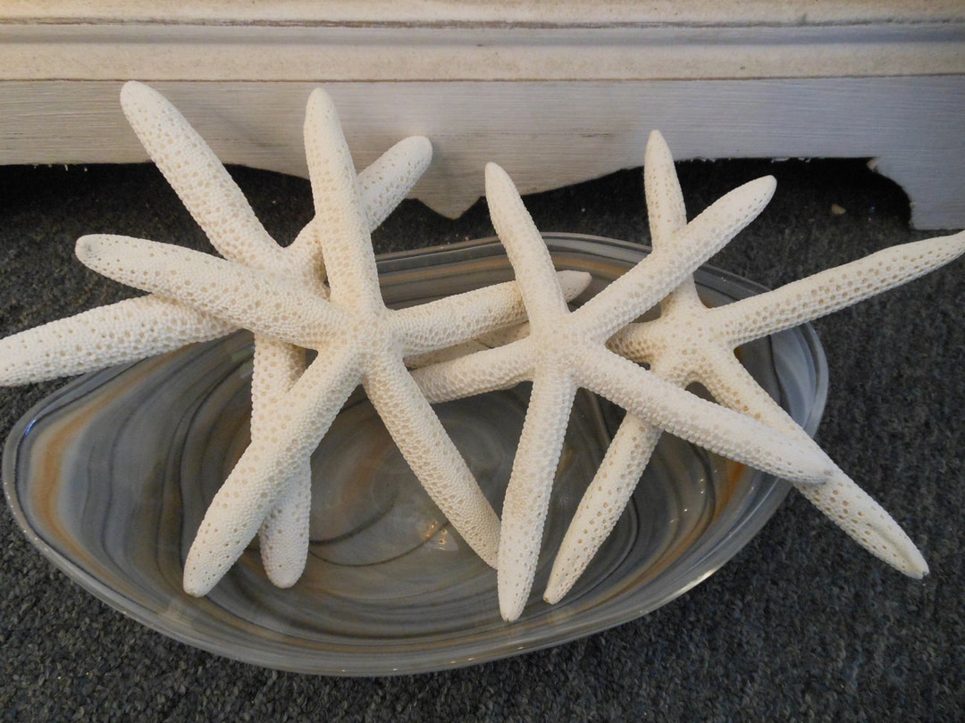 Beach Decor White Finger Starfish (4 PC) - Starfish - Coastal Home ...