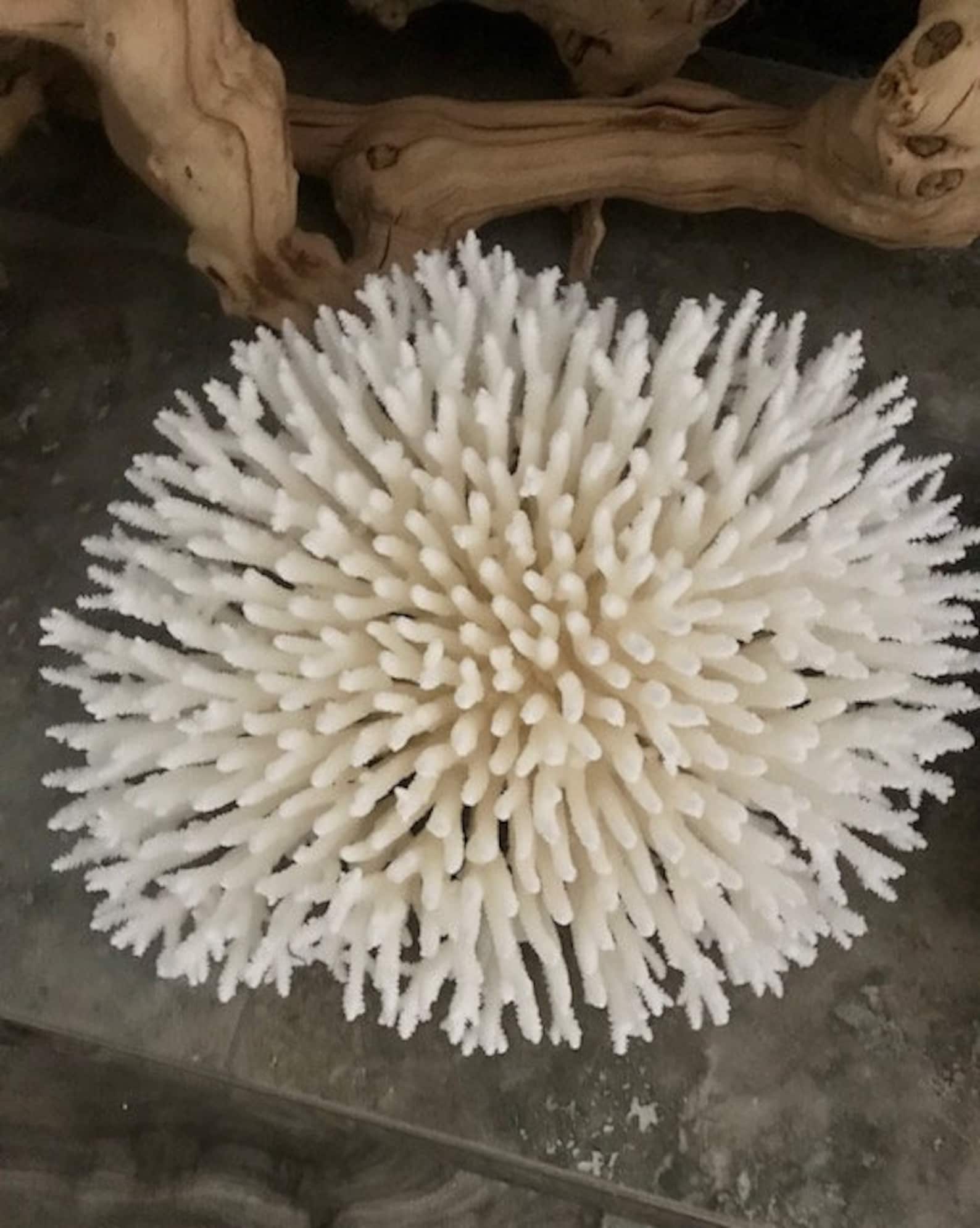 Beach Decor Table Coral Coral Seashells Beach Decor - Etsy
