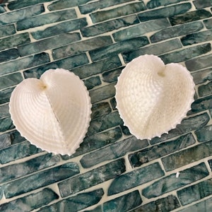 Heart Cockle Seashells 1.75"-2.25" -set of 3 - Craft Shells - Beach ...