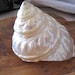 Beach Decor Wavy Top Polished Turbo Shell Turbo Shell Seashell Supply ...