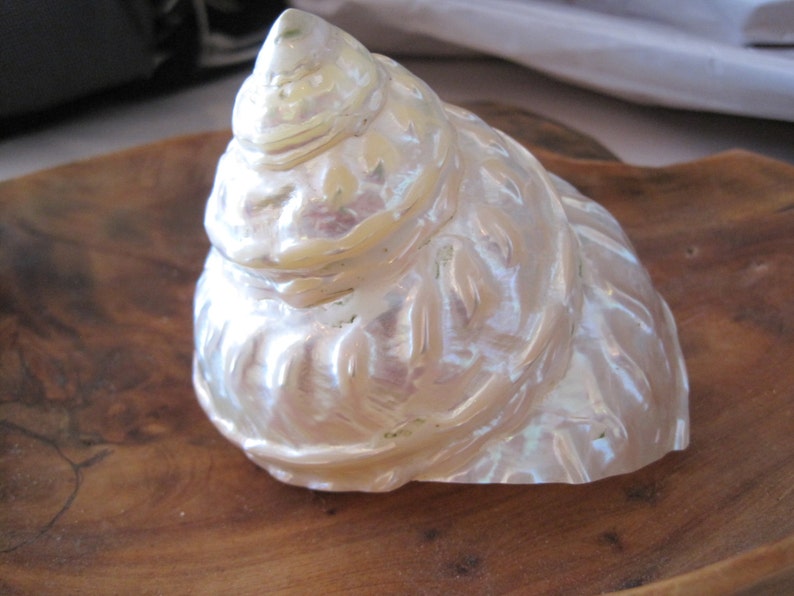 Beach Decor Wavy Top Polished Turbo Shell Turbo Shell - Etsy