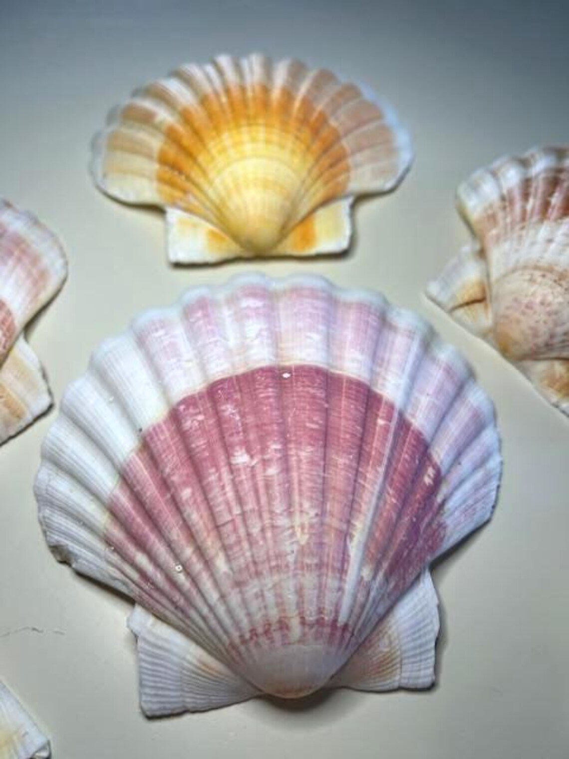 Colorful Natural Scallop Shells (3 PC)- Pectin Shells - Seashells for ...