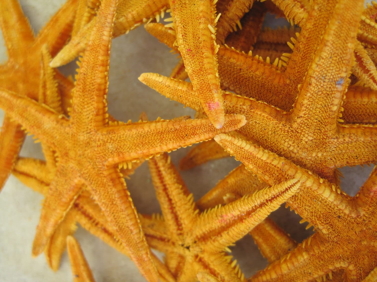 Deep Yellow Dyed Mini Starfish 10 pc Colored Mini Starfish | Etsy