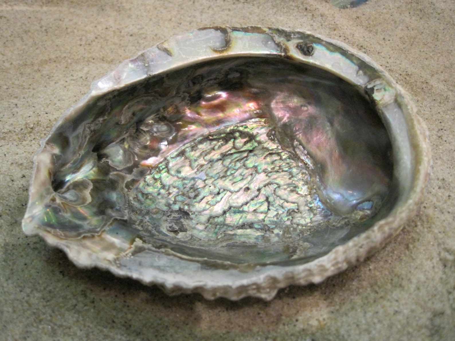 Rainbow Pink Abalone Seashell 1 Large Abalone Shell - Etsy
