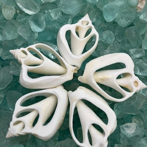 Center Cut Canarium Shells (5) - White Shells - Coastal Home Decor ...