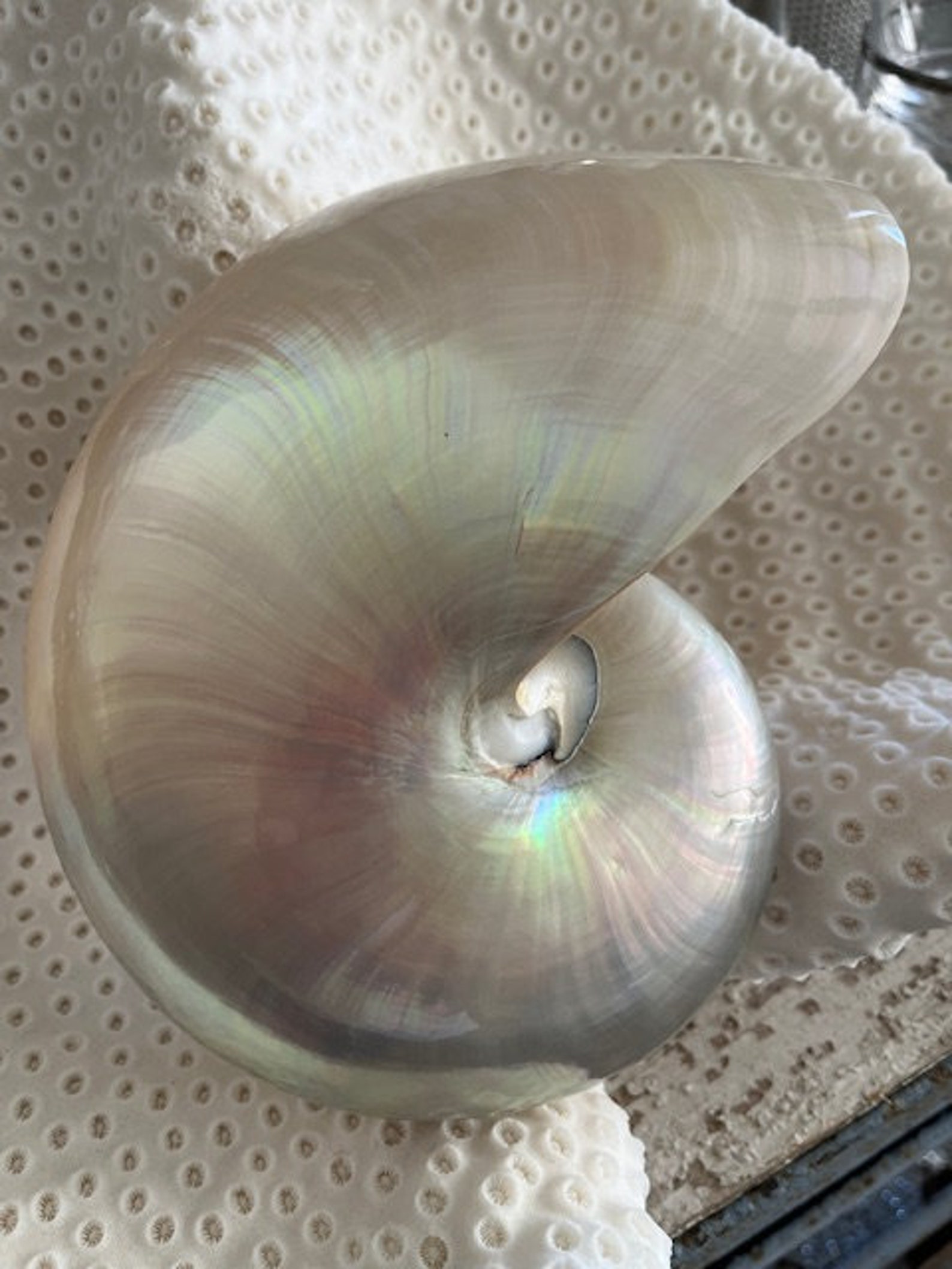 Polished Nautilus Shell Large Nautilus Shell Pearlized Nautilus Coastal ...