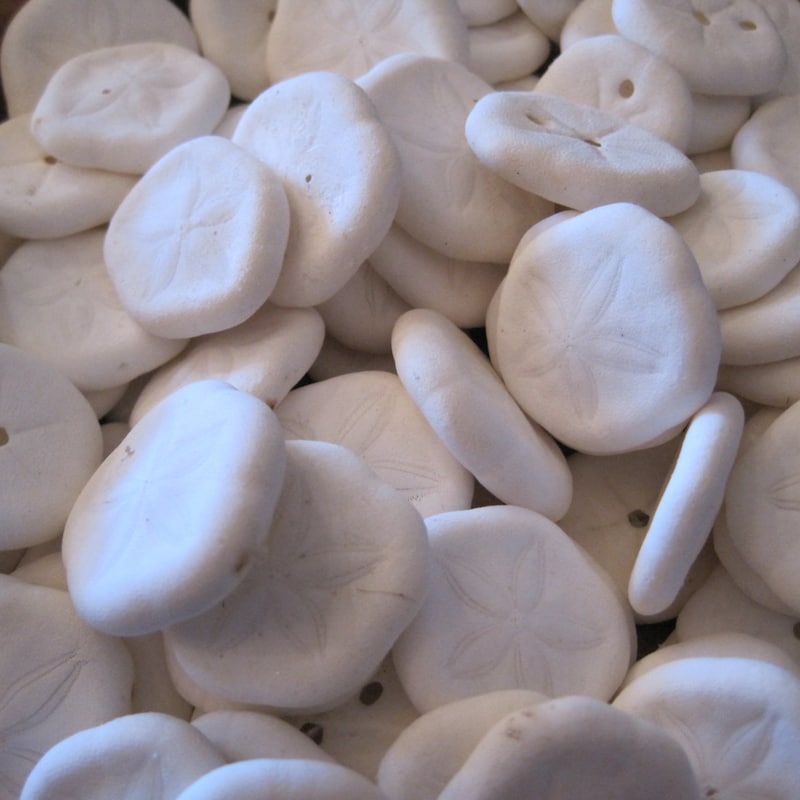 Seashell Cookies - Etsy