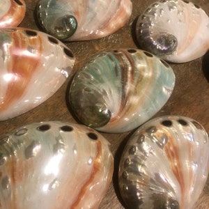 Beach Decor Red Abalone Shells (2) - Abalone Shells - Seashell Supply ...
