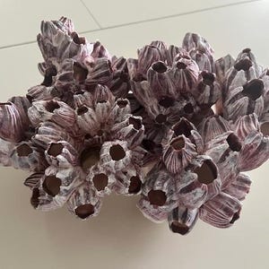 Beach Decor Large Barnacle Coral - Purple Coral - Seashells - Real ...