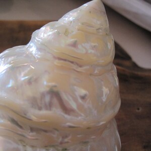 Beach Decor - Wavy Top Polished Turbo Shell - Turbo Shell - Seashell ...