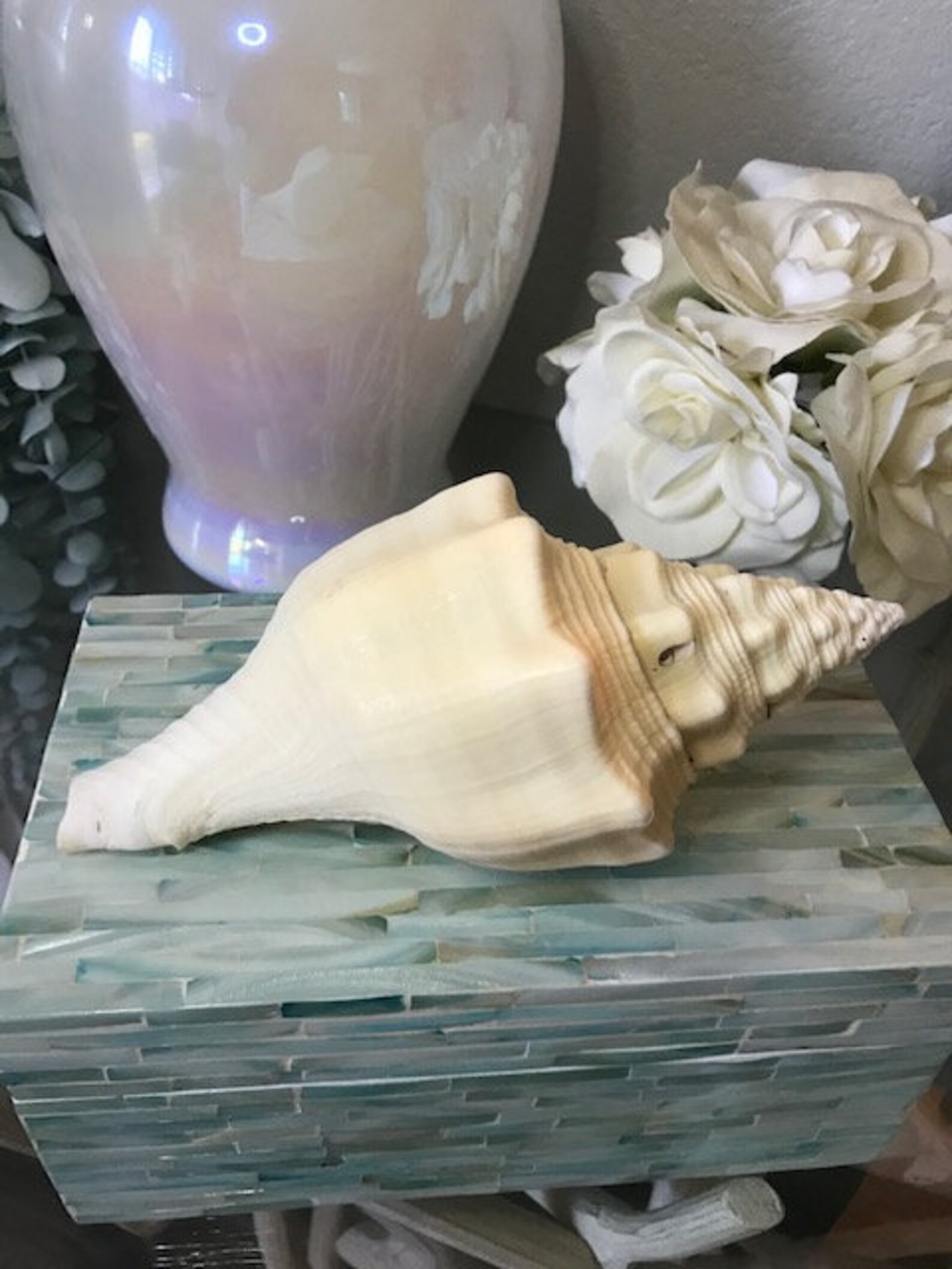 Beach Decor Chank Shell Large Chank Shell Coastal Home - Etsy