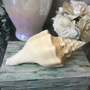 Beach Decor Chank Shell - Large Chank Shell - Coastal Home Decor ...