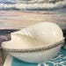 Embellished Polished White Melon Shell With Swarovski Crystals Polished ...