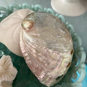 Beach Decor Silver Abalone Shells (3 Pc) - Pearlized Abalone Shells ...