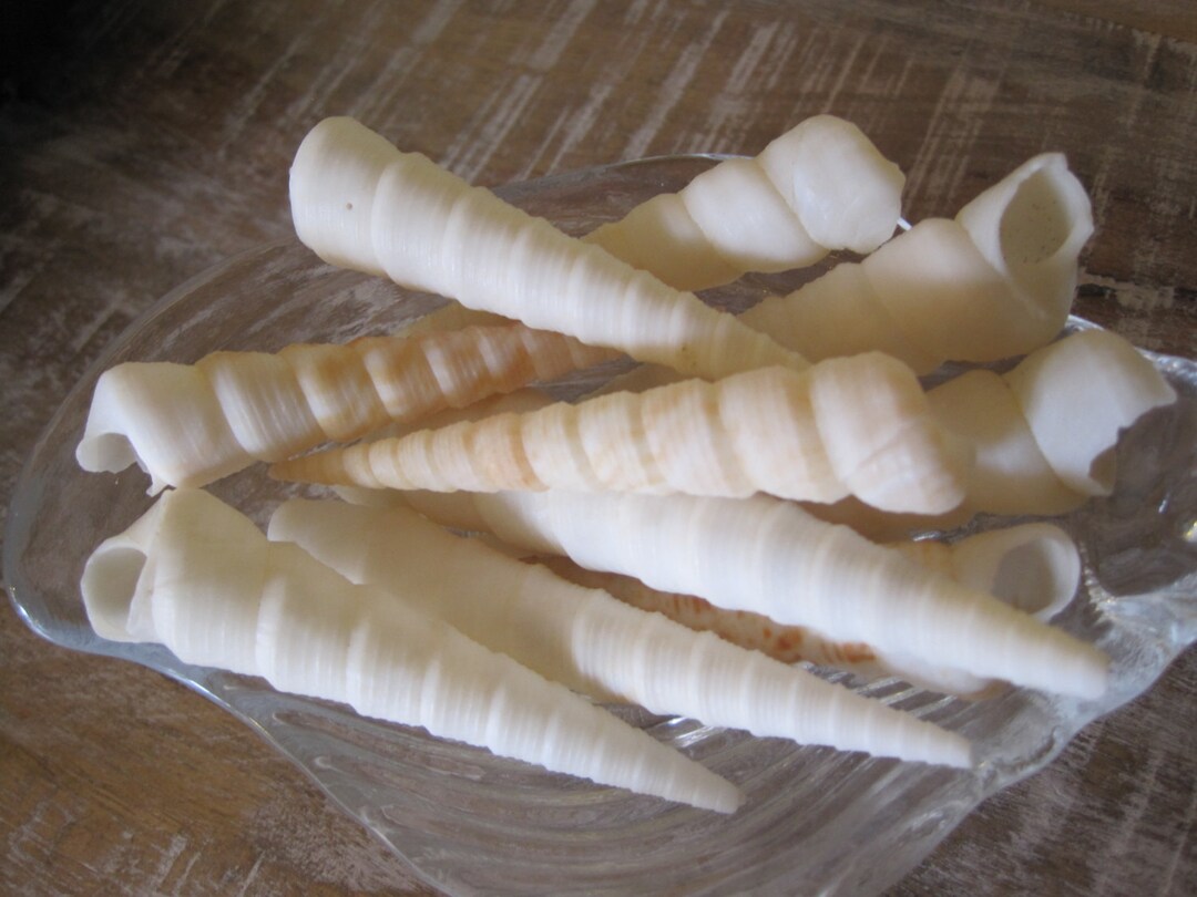 White Turritella Seashells (10 PC) - White Shells- Seashell Supply ...