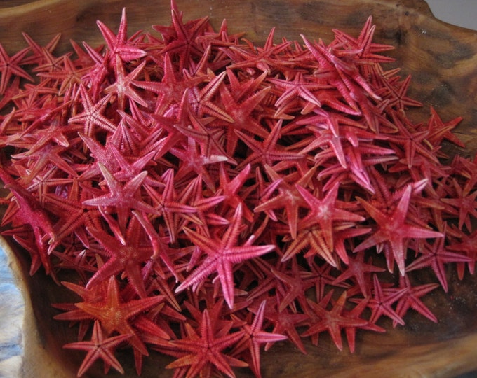 Red Starfish Dyed Starfish Small Colorful Starfish - Etsy