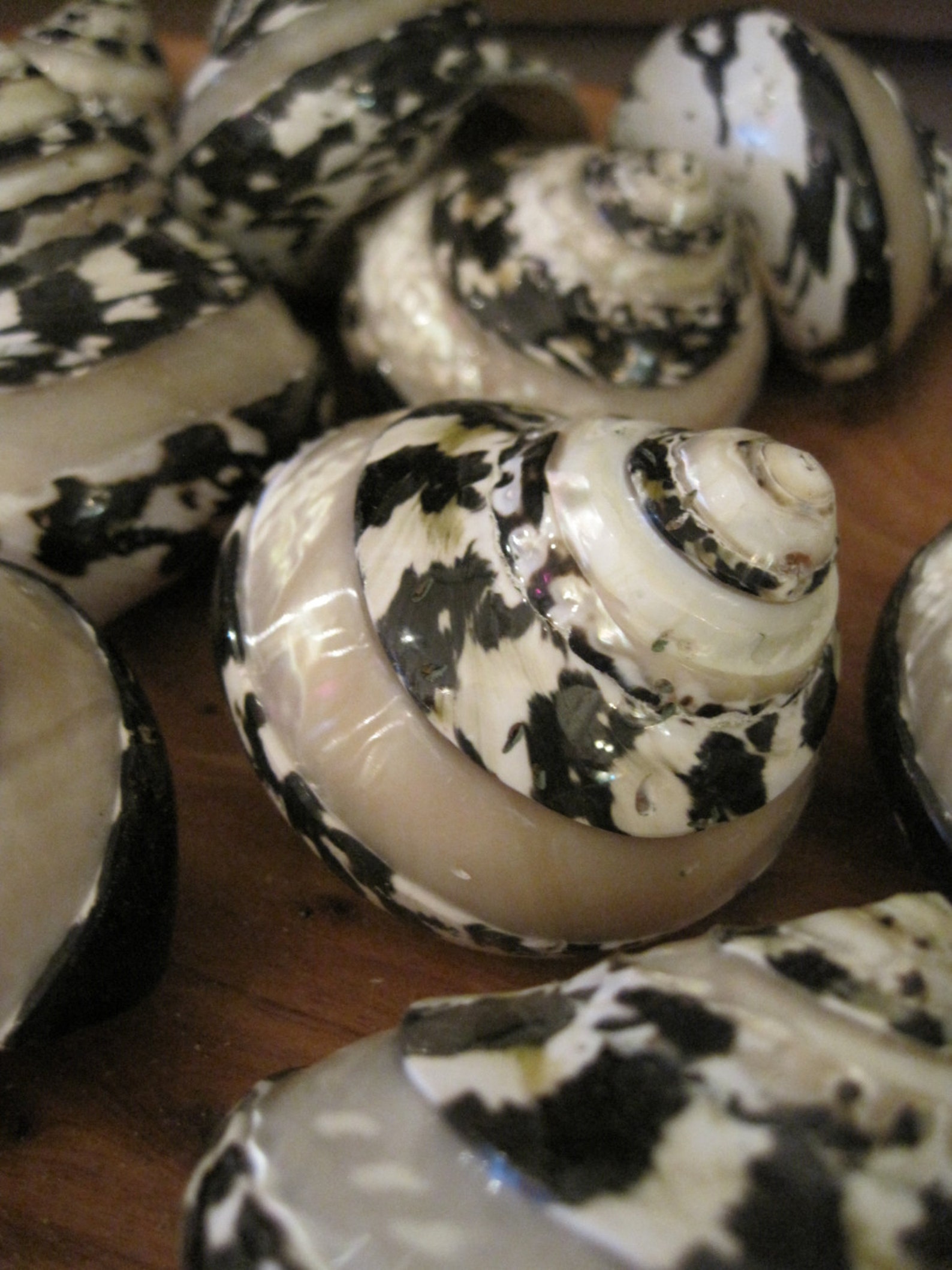 Beach Decor - Magpie Banded Shells (3) - Turbo Shell - Seashell Supply ...