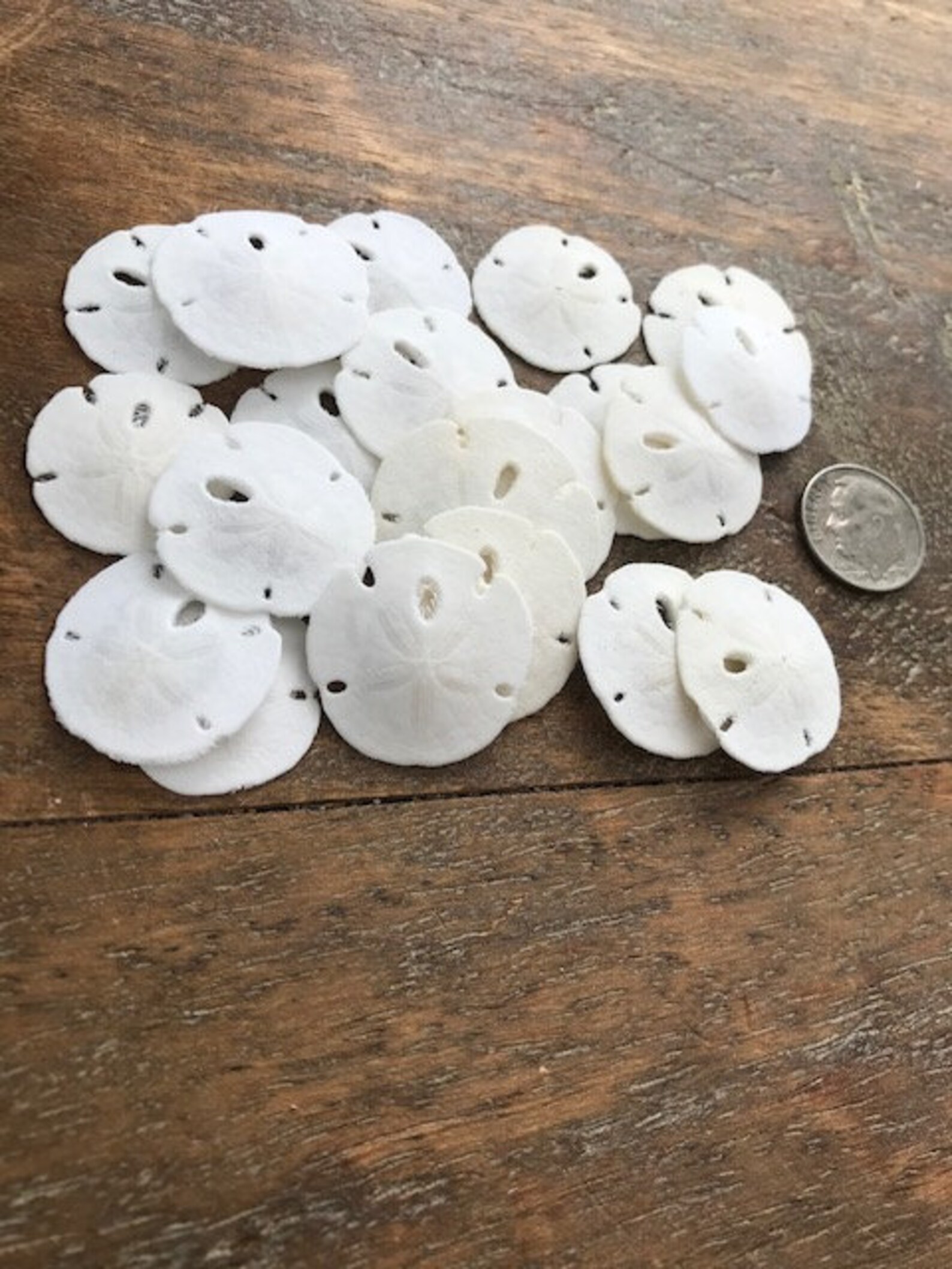 20 Extra Tiny Sand Dollars Seashell Supply Extra Tiny Sand - Etsy Denmark