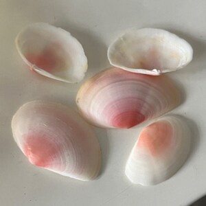 Pink Tellin Shells - (1 Cup) - Craft Shells - Beach Wedding - Nautical ...