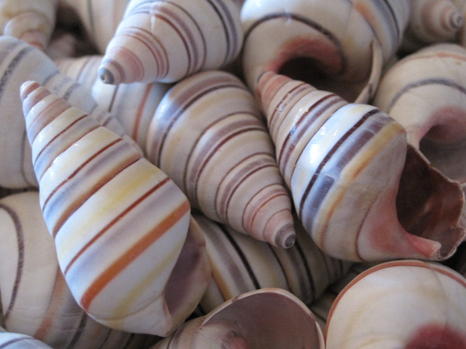 Colorful Snail Shells