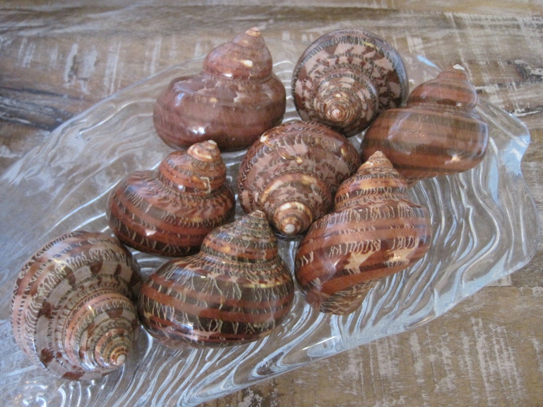 Beach Decor Brown Spotted Turbos (3 Pcs) - Seashell Supply - Seashells ...