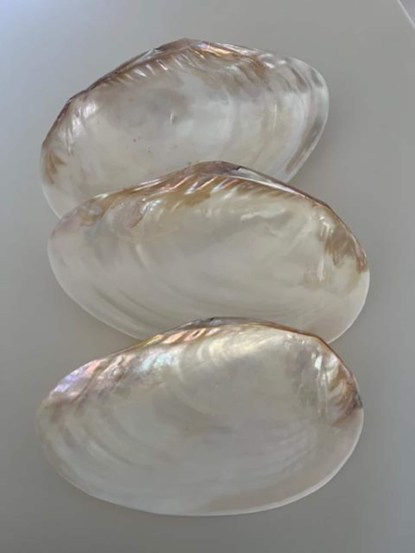Extra Large Polished Mother of Pearl Clam Shell 9" - 10" - Beach Decor ...