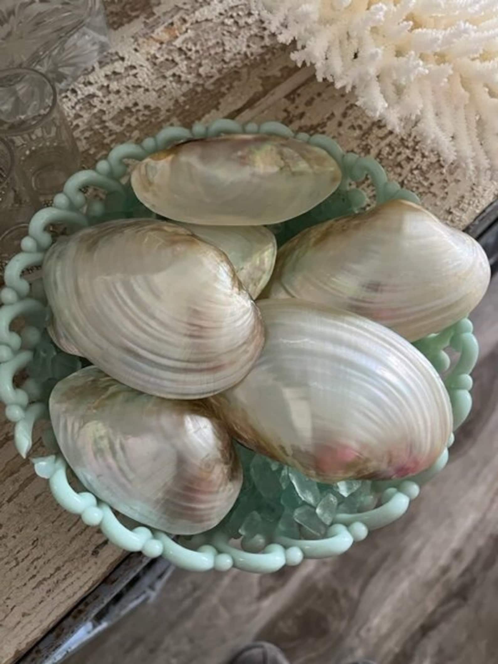Beach Decor White Pearlized Clam Shell Halves 3 Pcs Polished Clam ...