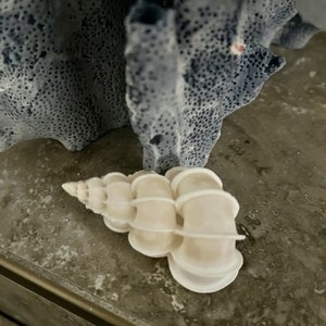 Rare XL Precious Wentletrap Seashell (2 1/4" - 2.5") -extra Lg Specimen ...