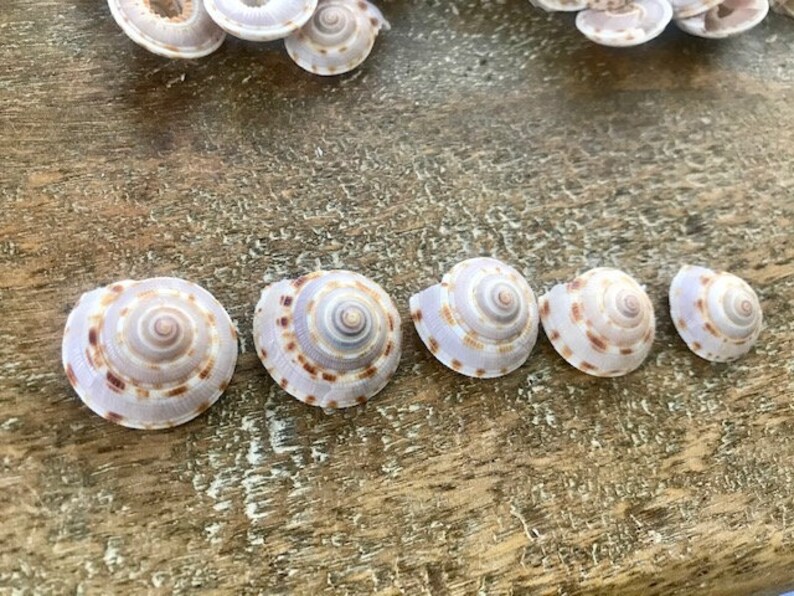 Small Sundial Seashells 10 Seashell Supply Beach Wedding - Etsy