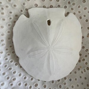 Sand Dollars - Large Arrowhead Sand Dollars (10) - Beach Decor ...