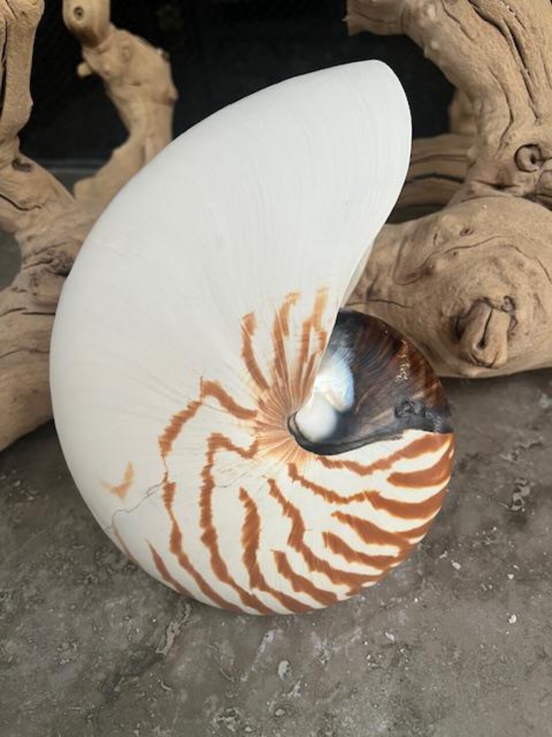 Rare Xlarge Natural Nautilus Shell - Large Nautilus - Coastal Home ...